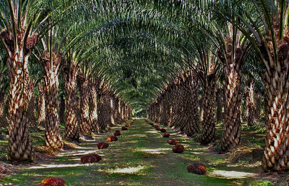 Sawit Kembali Jadi Penyumbang Devisa Terbesar – Astra Agro Lestari