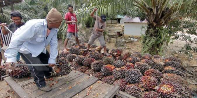 Indonesia’ palm oil exports hit record in 2019 – Astra Agro Lestari