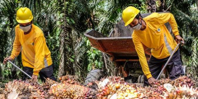 Astra Agro Lestari (AALI) catat kenaikan produksi CPO 3,9% hingga Mei 2021 – Astra Agro Lestari