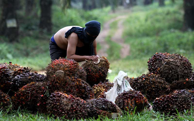 Sawit Menuju Keseimbangan Baru – Astra Agro Lestari