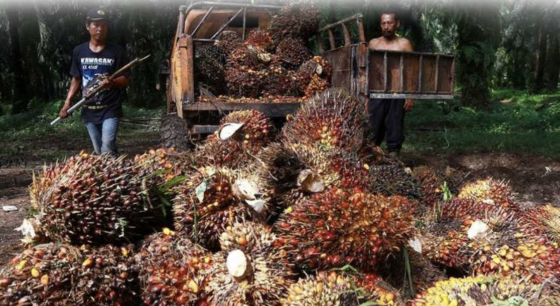 Pemberdayaan Petani Kelapa Sawit Bisa Dorong Produksi CPO Berkelanjutan – Astra Agro Lestari