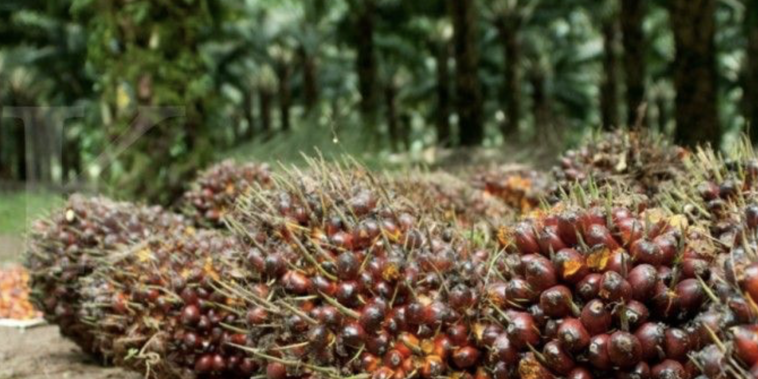 Ekspor CPO Astra Agro Lestari (AALI) Masih Meningkat pada Kuartal I-2024 – Astra Agro Lestari